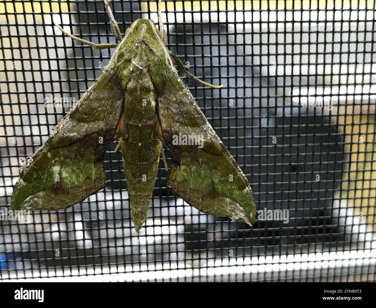 Pluto Sphinx (Xylophanes pluto Stock Photo - Alamy