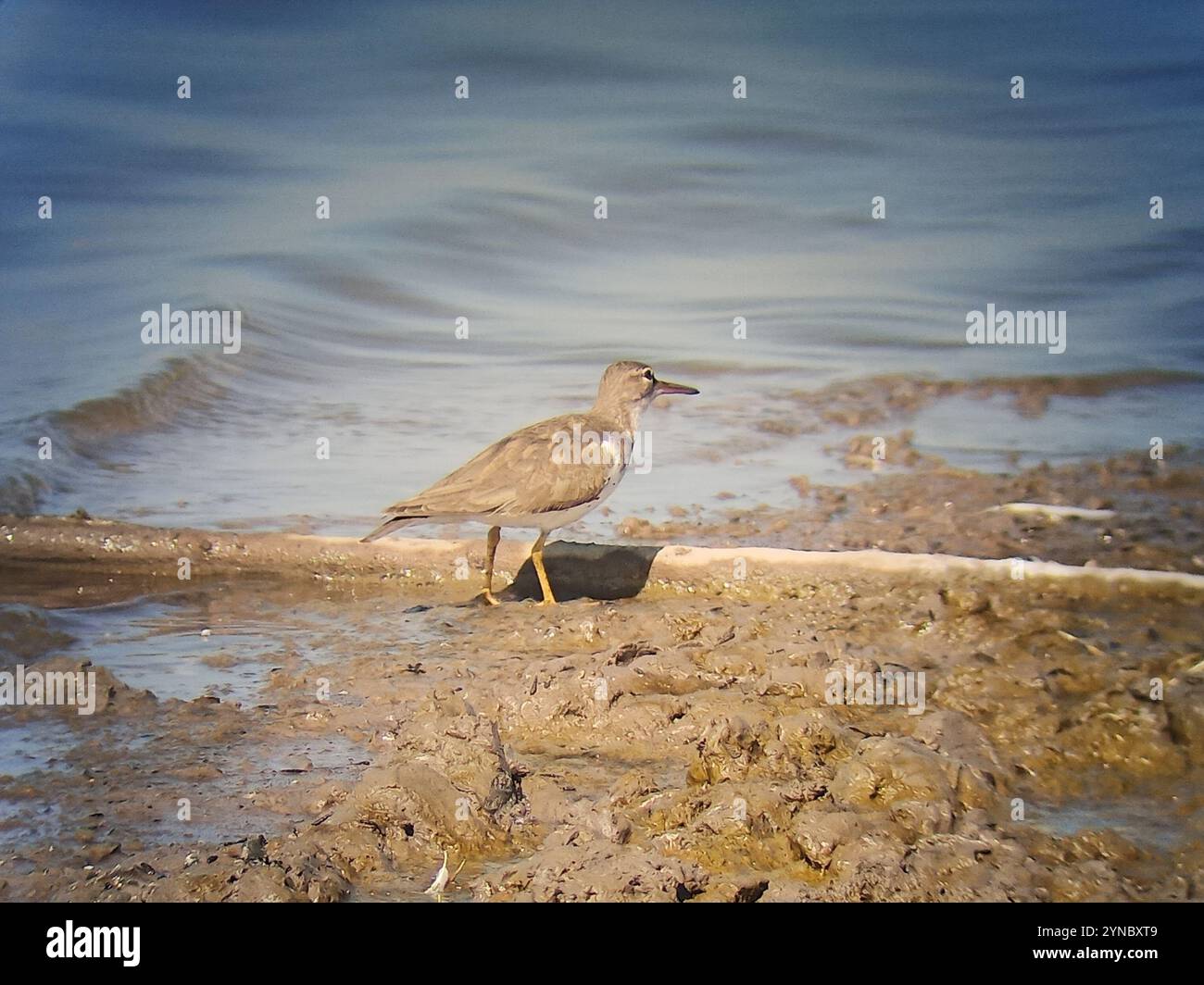 Spotted Sandpiper (Actitis macularius Stock Photo - Alamy