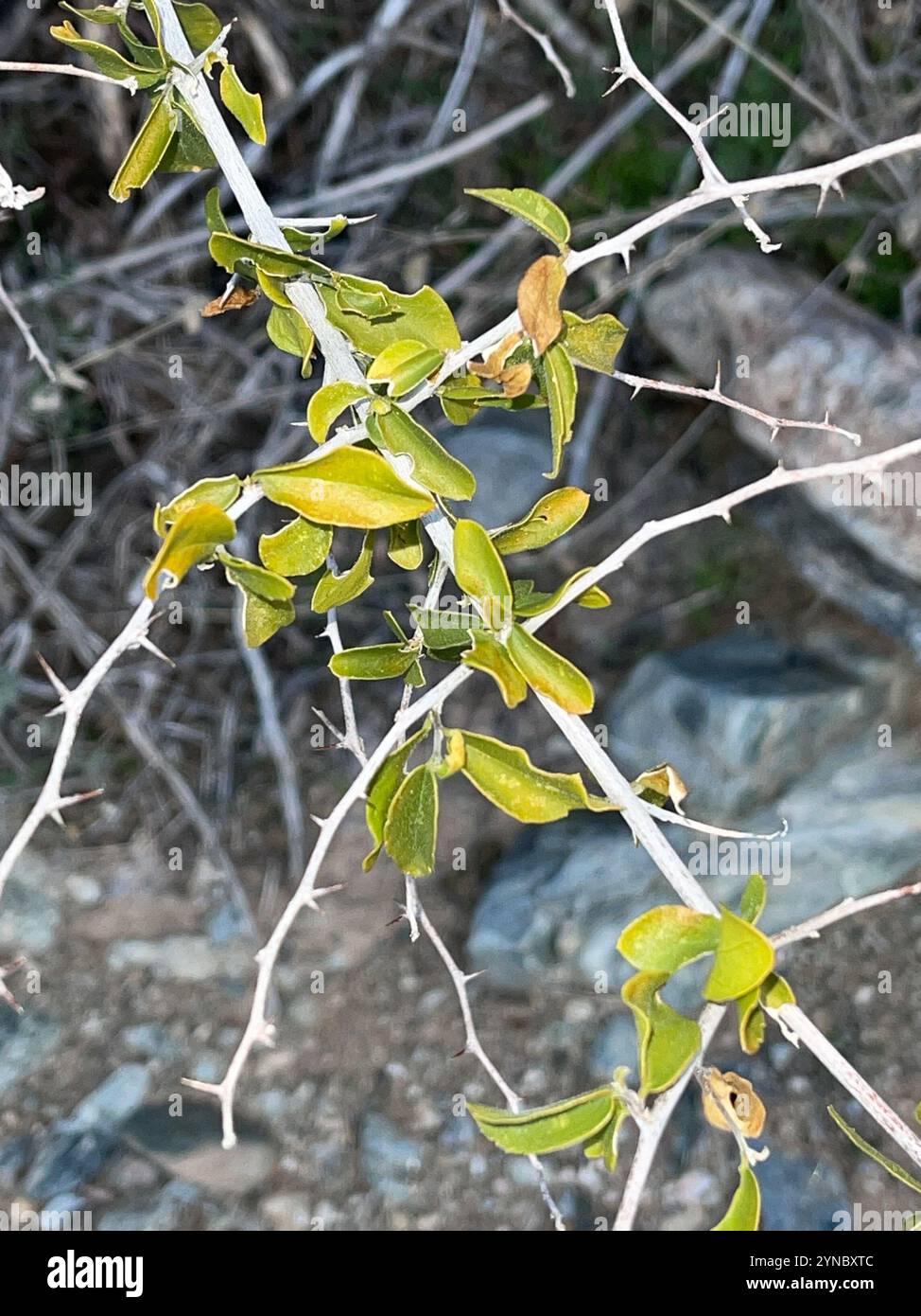 spiny hackberry (Celtis pallida Stock Photo - Alamy