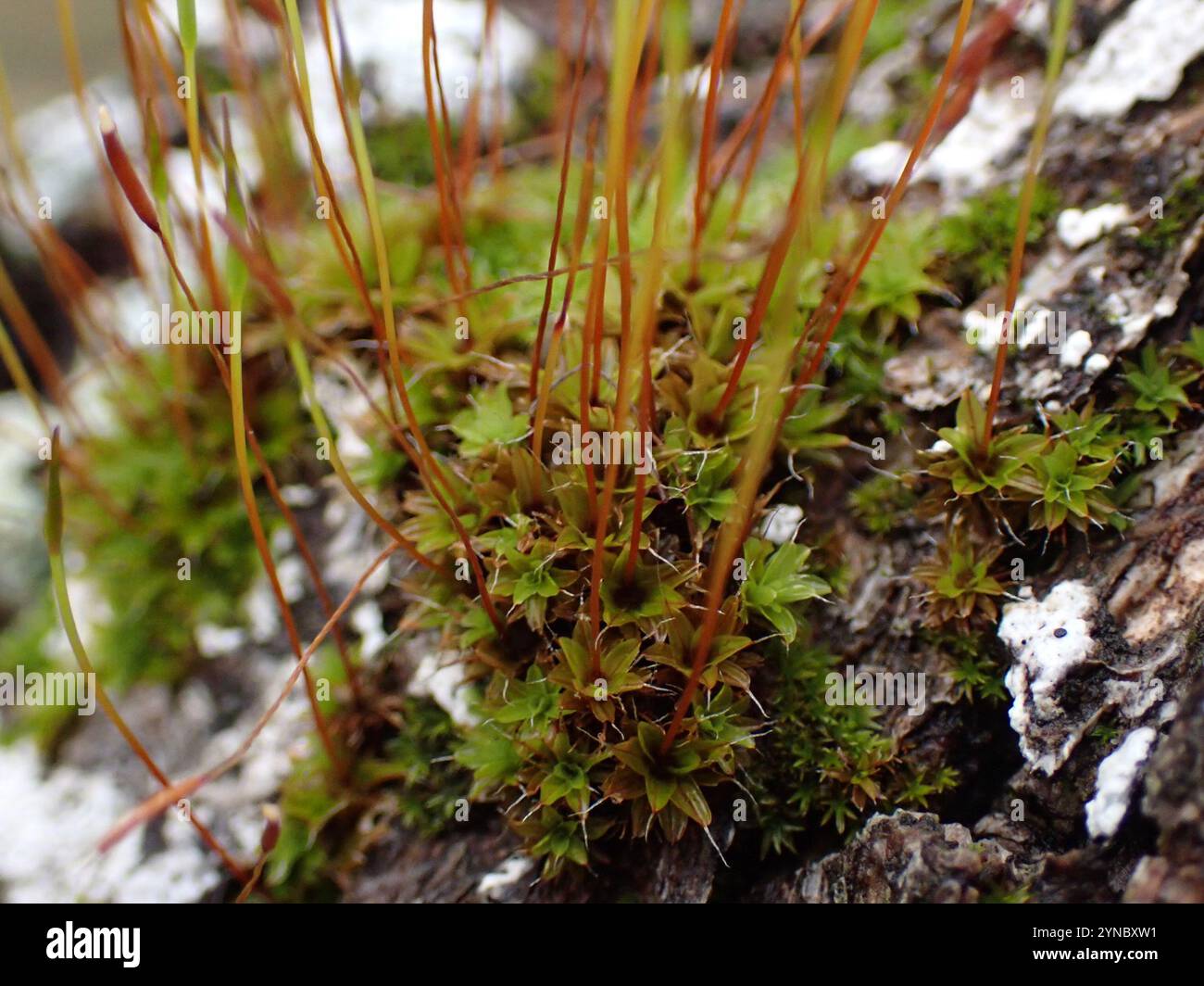 Brown Screw-moss (Syntrichia princeps Stock Photo - Alamy