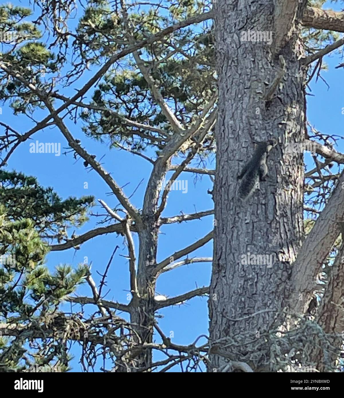 Monterey pine (Pinus radiata Stock Photo - Alamy