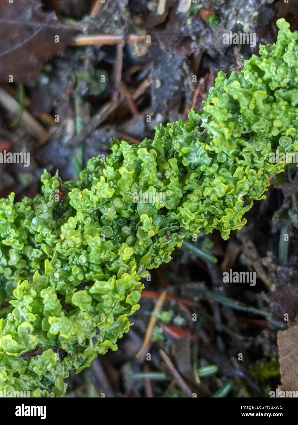 common lichens (Lecanoromycetes Stock Photo - Alamy