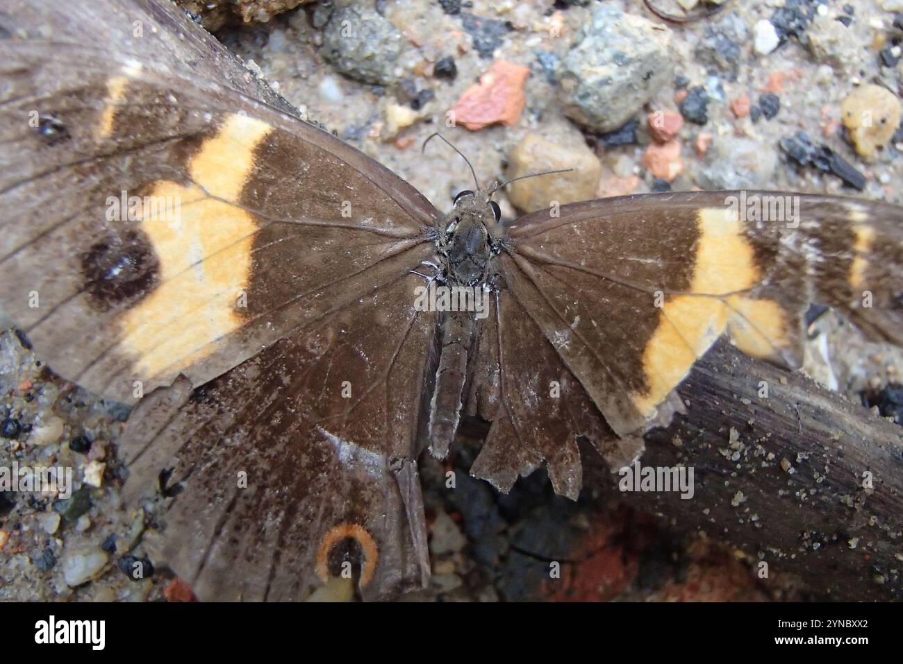 Abeona hi-res stock photography and images - Alamy