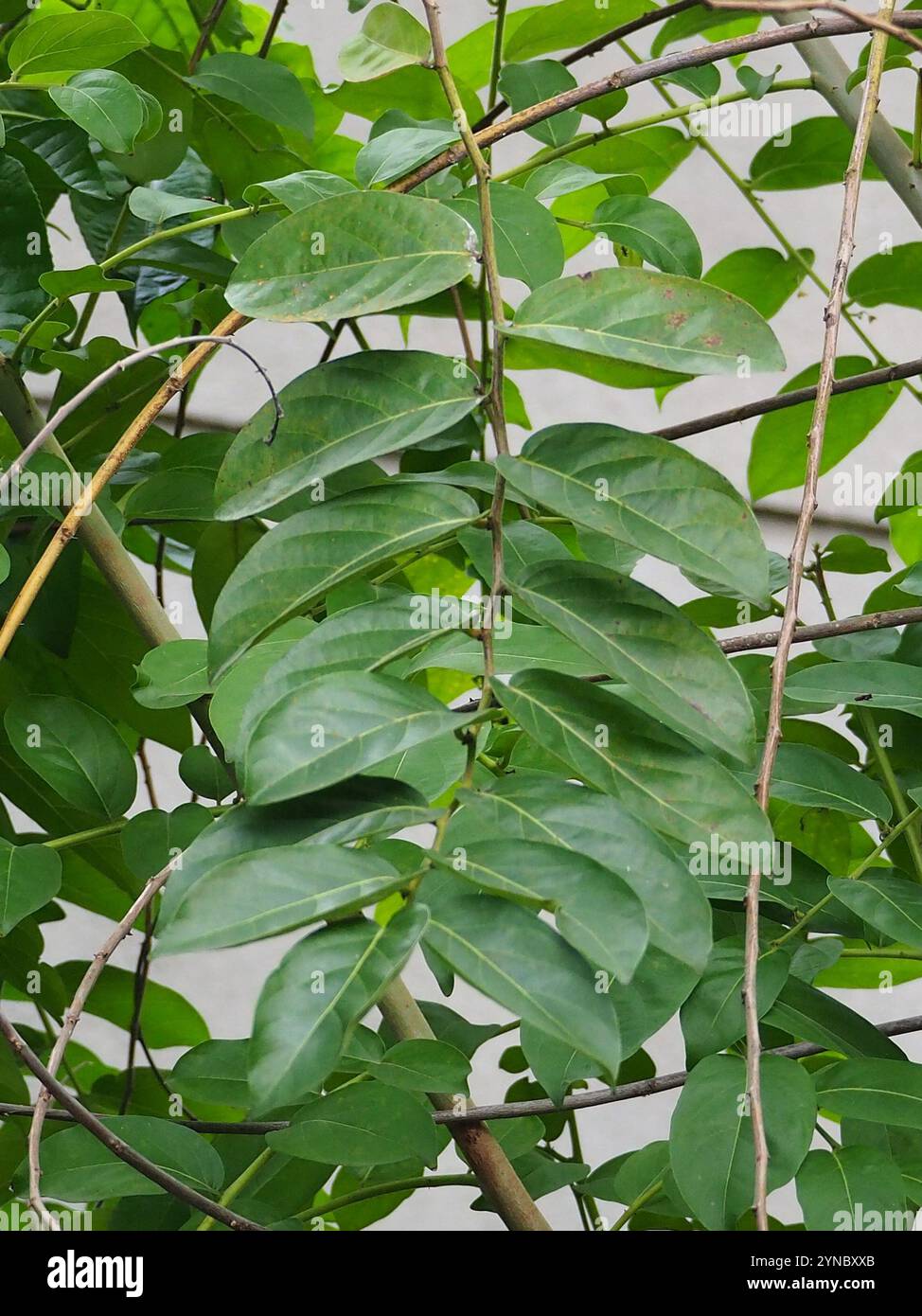 Umbrella cheese tree hi-res stock photography and images - Alamy