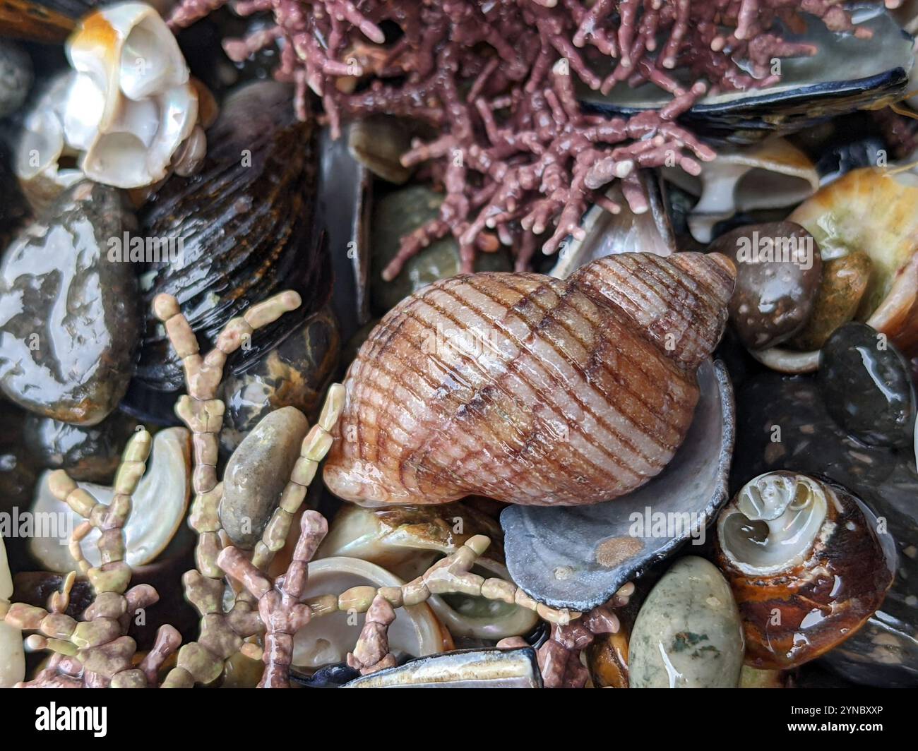 Channeled Dog Winkle (Nucella canaliculata Stock Photo - Alamy