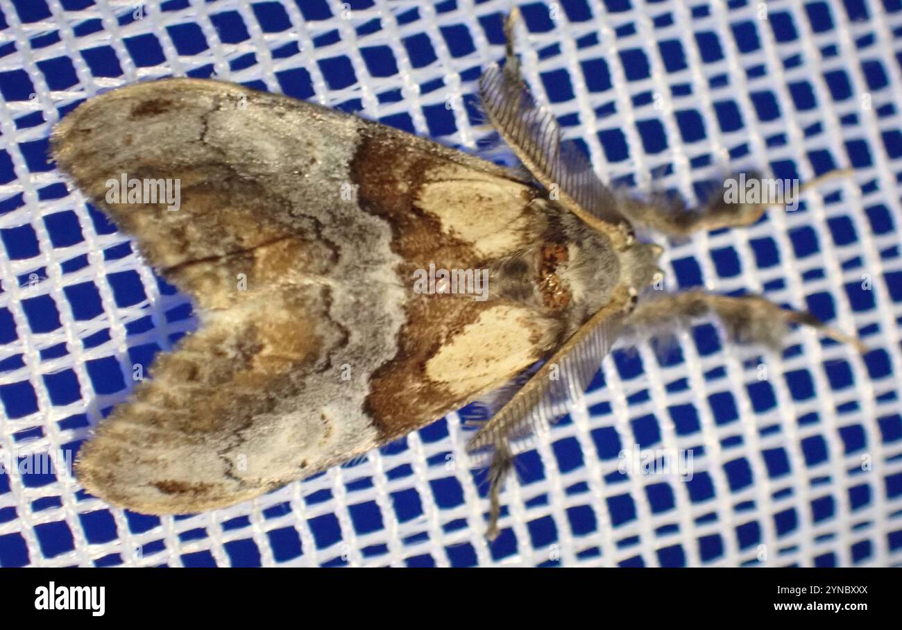 Underwing, Tiger, Tussock, and Allied Moths (Erebidae Stock Photo - Alamy