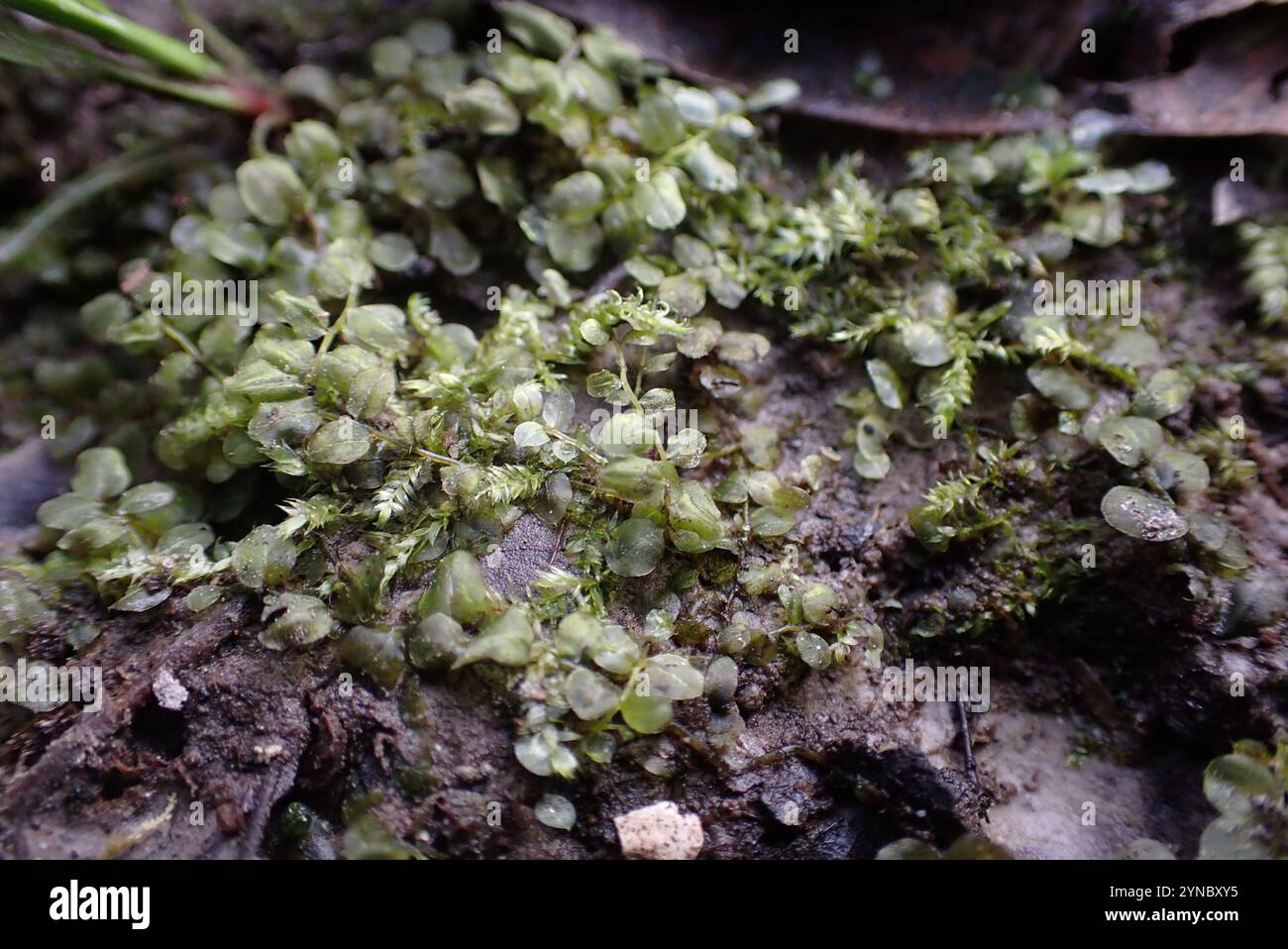 Long-beaked Thyme-moss (Plagiomnium rostratum Stock Photo - Alamy