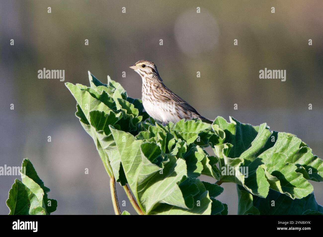 Savannah Sparrow (Passerculus sandwichensis Stock Photo - Alamy
