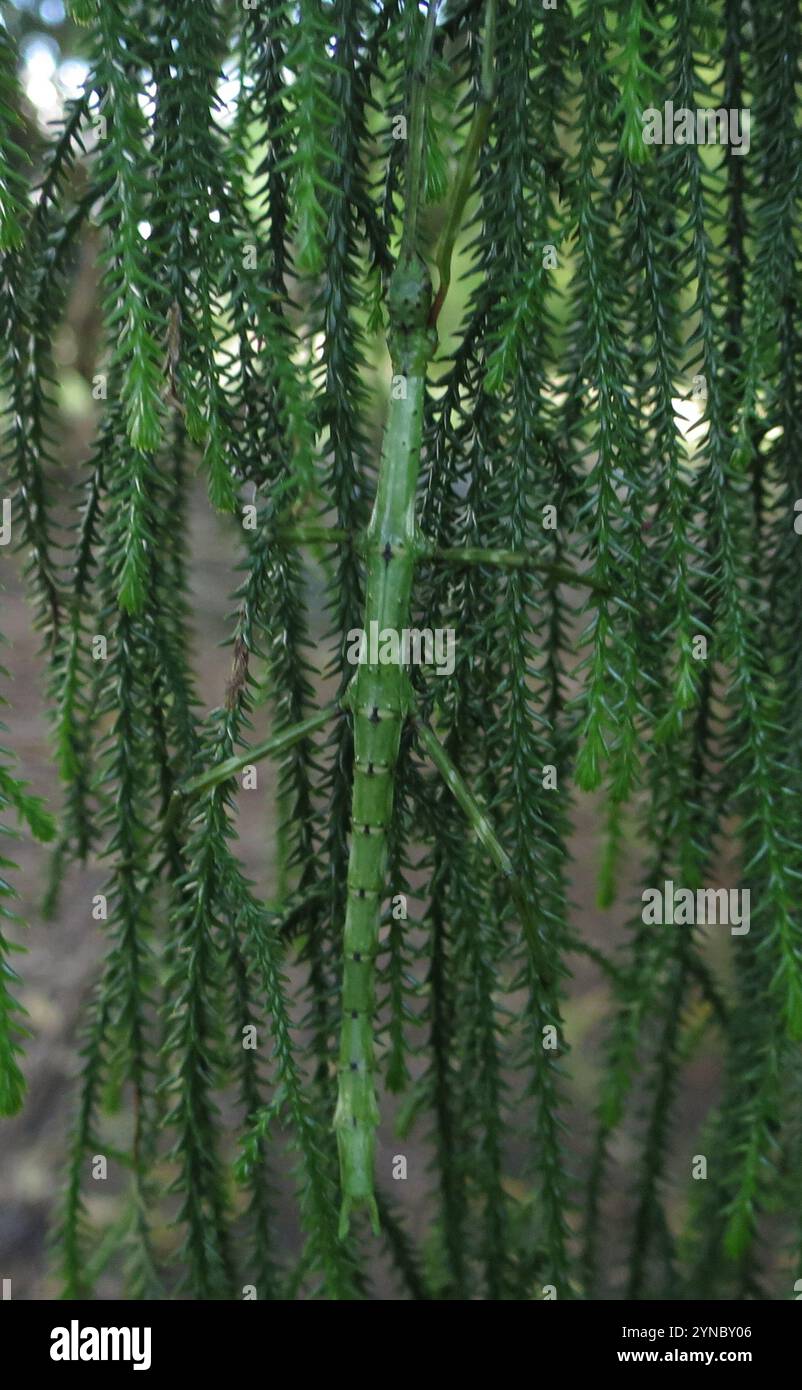 Prickly Stick Insect (Acanthoxyla prasina Stock Photo - Alamy