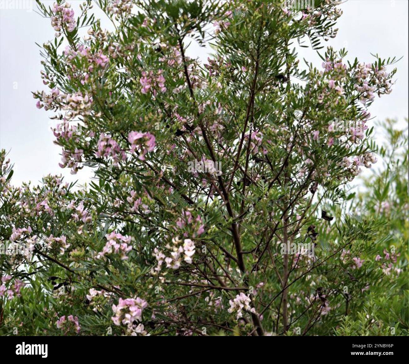 Keurboom hi-res stock photography and images - Alamy