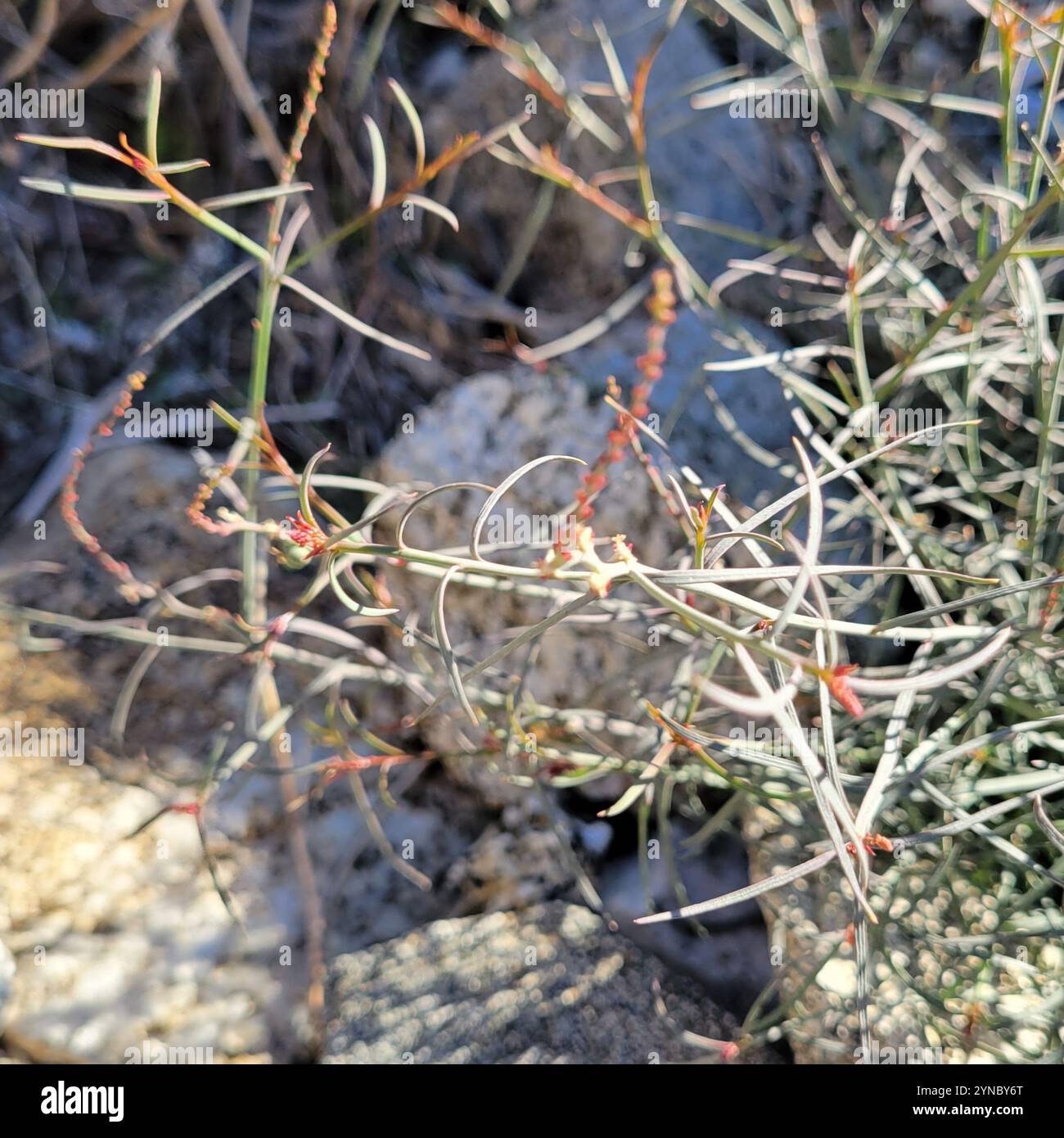 Narrow-leaved Stillingia (Stillingia linearifolia Stock Photo - Alamy