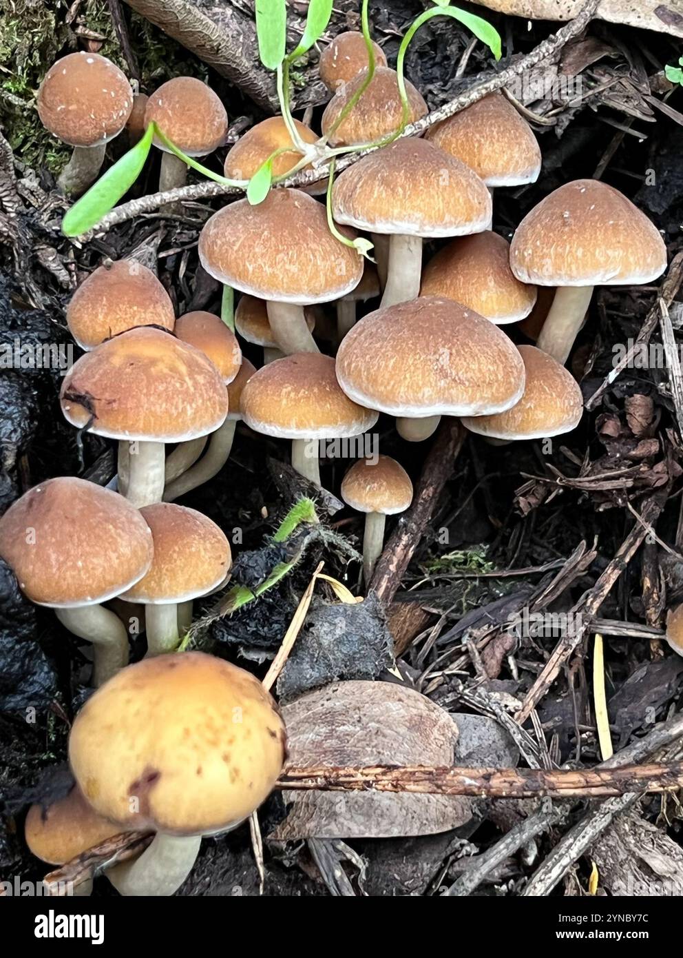 Common Stump Brittlestem (Psathyrella piluliformis Stock Photo - Alamy