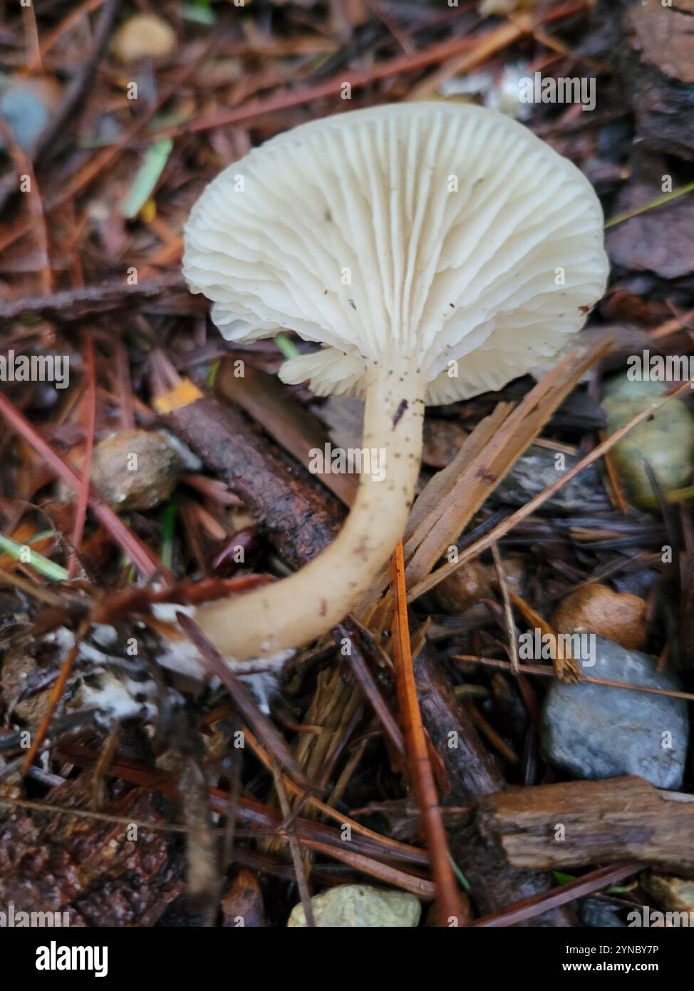 Fragrant Funnel (Clitocybe fragrans Stock Photo - Alamy