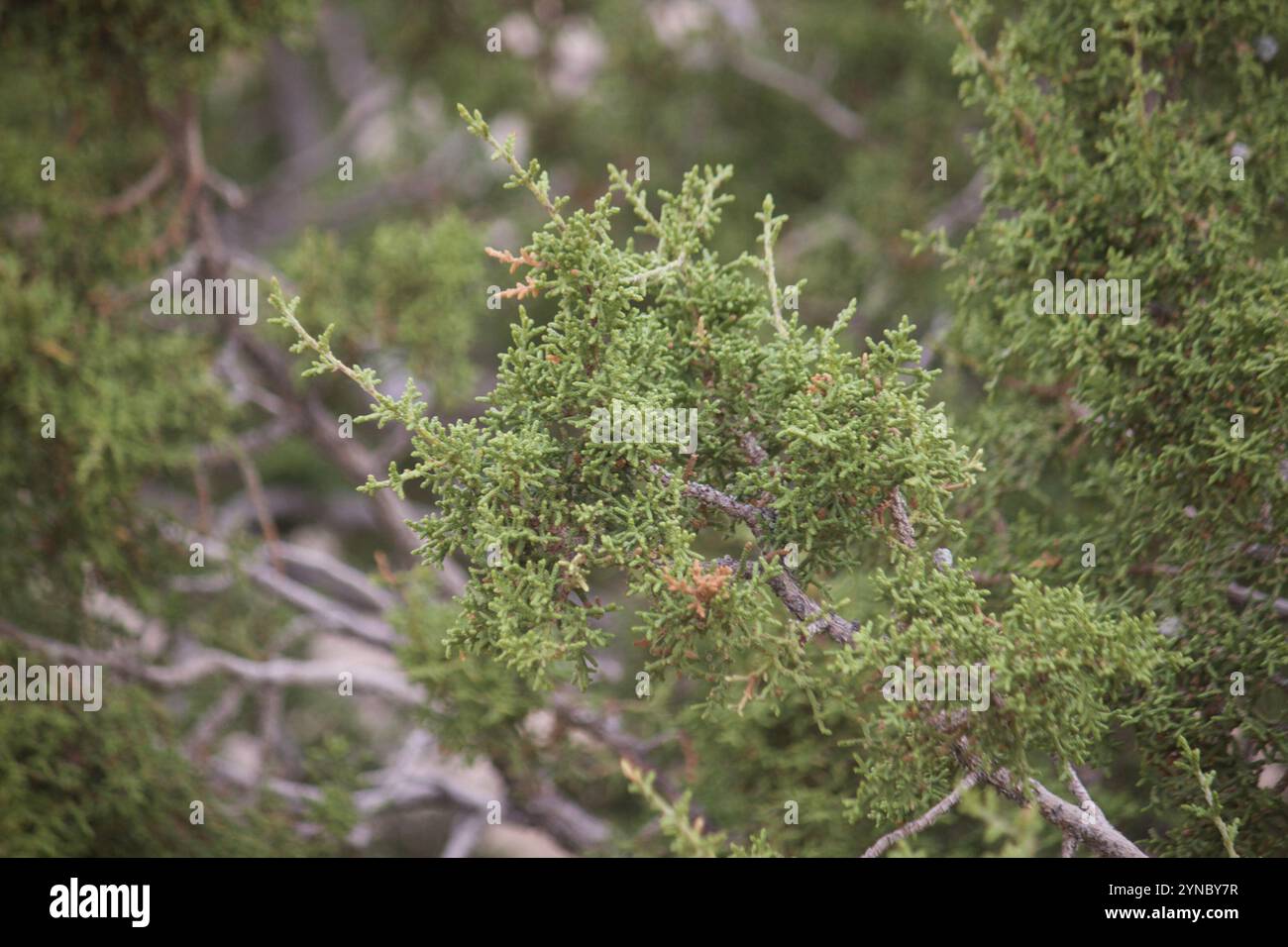 California juniper (Juniperus californica Stock Photo - Alamy