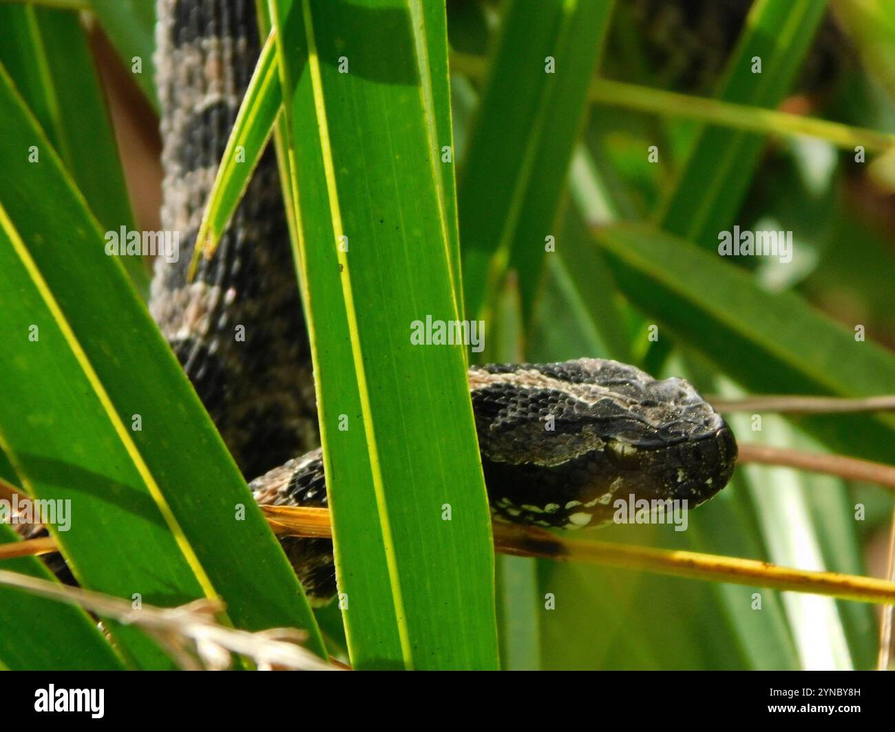 Dusky Pygmy Rattlesnake (Sistrurus miliarius barbouri Stock Photo - Alamy