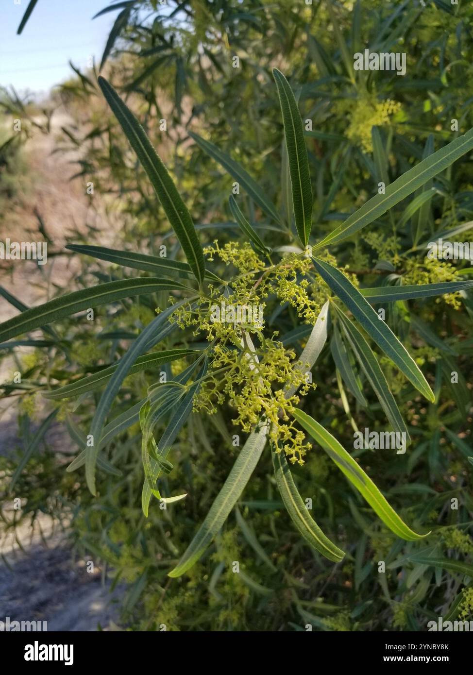 african sumac (Searsia lancea Stock Photo - Alamy
