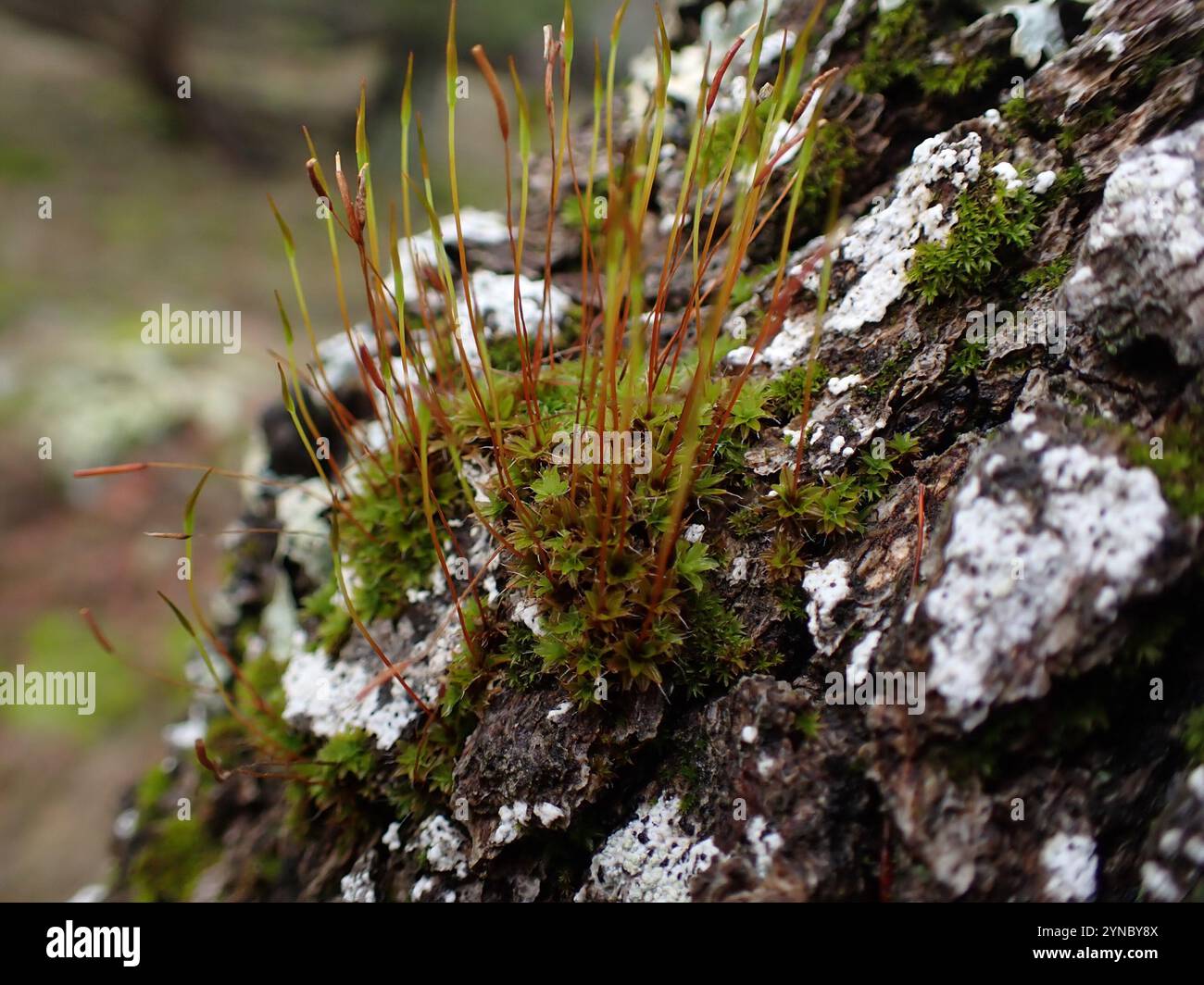 Brown Screw-moss (Syntrichia princeps Stock Photo - Alamy