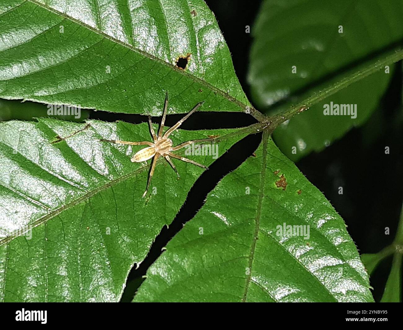 Ghost spiders anyphaenidae hi-res stock photography and images - Alamy