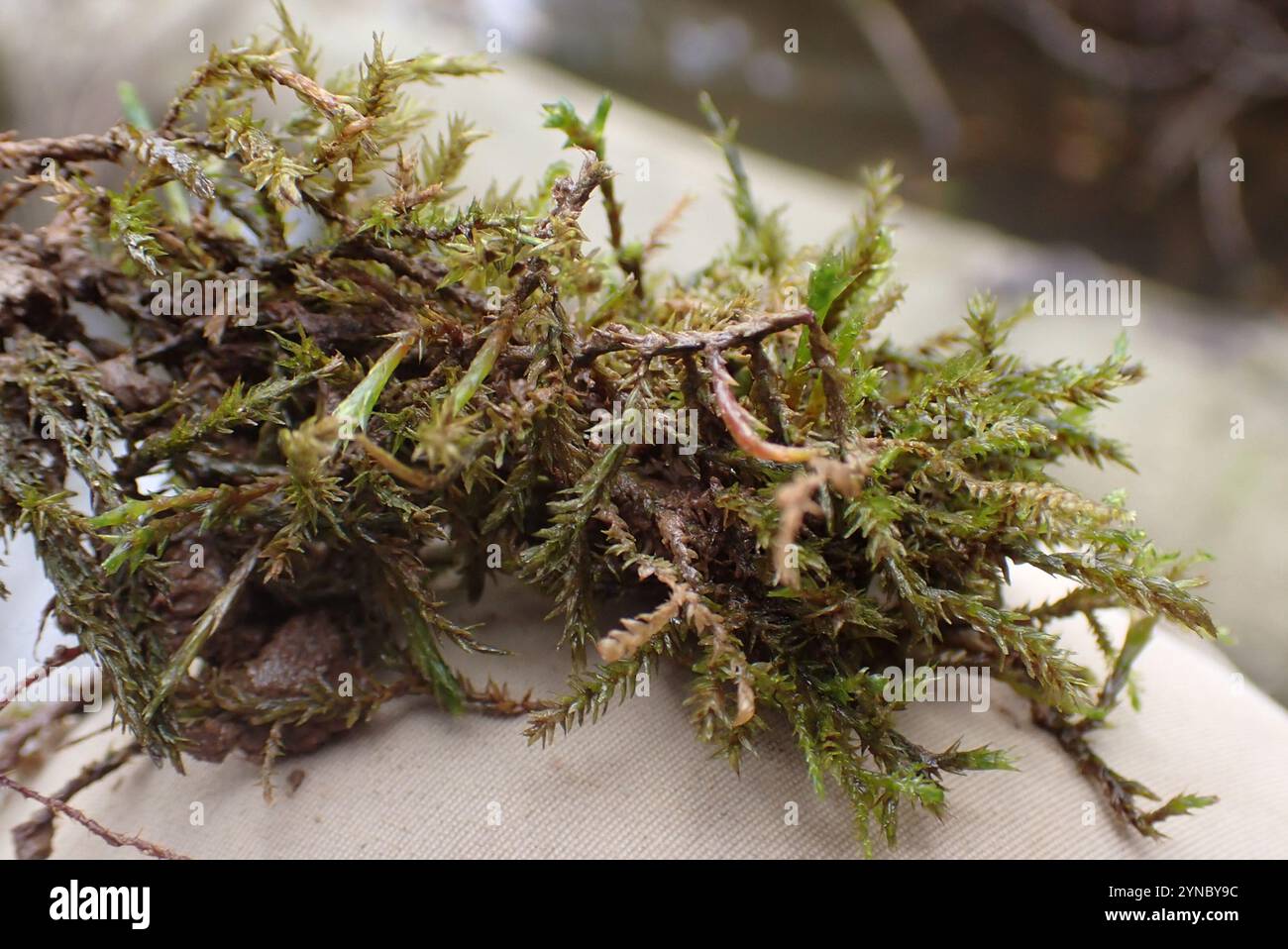 American Tree Moss (Climacium americanum Stock Photo - Alamy