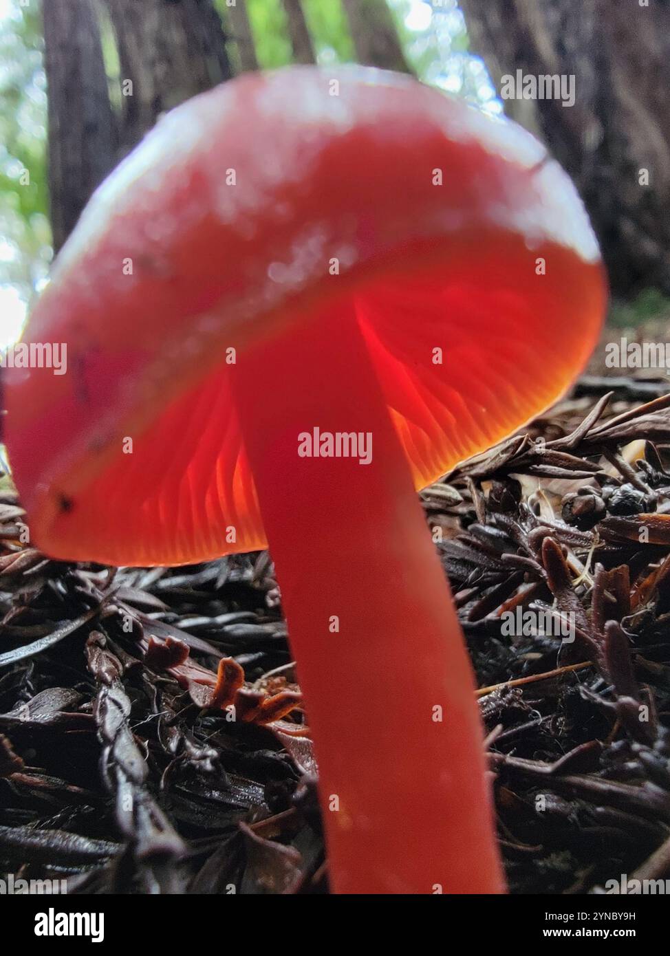 Scarlet Waxy Cap (Hygrocybe coccinea Stock Photo - Alamy