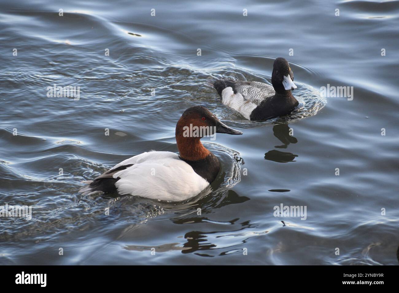 Canvasback (Aythya valisineria Stock Photo - Alamy