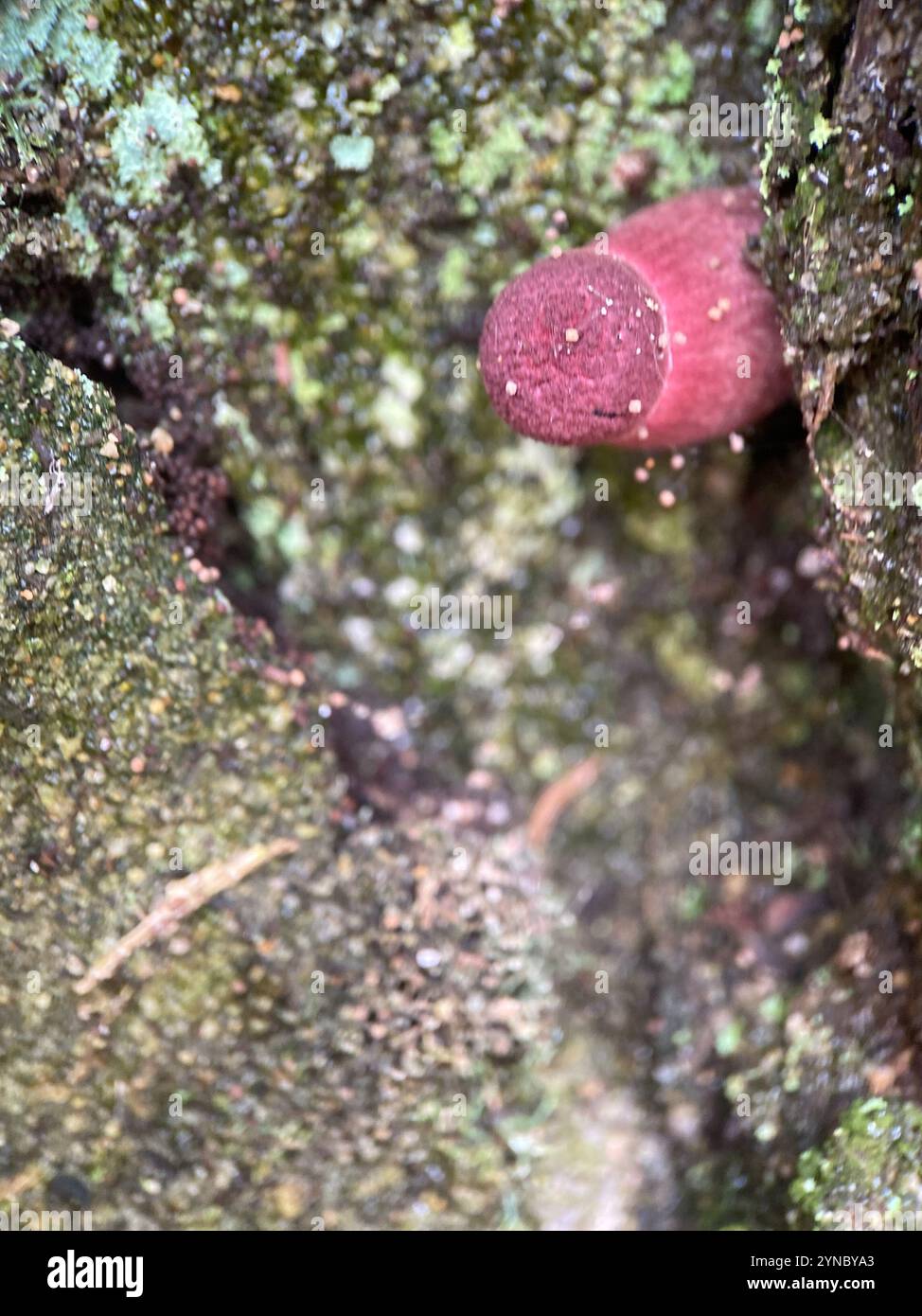 Boletellus emodensis hi-res stock photography and images - Alamy