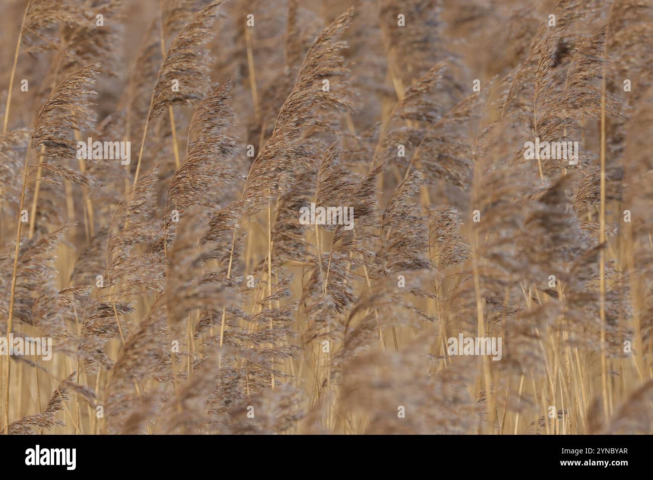 common reed (Phragmites australis Stock Photo - Alamy