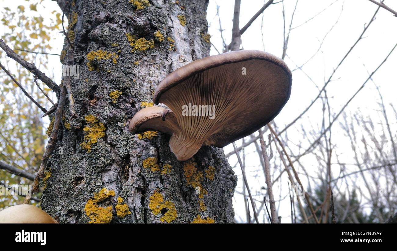 aspen oyster mushroom (Pleurotus populinus Stock Photo - Alamy