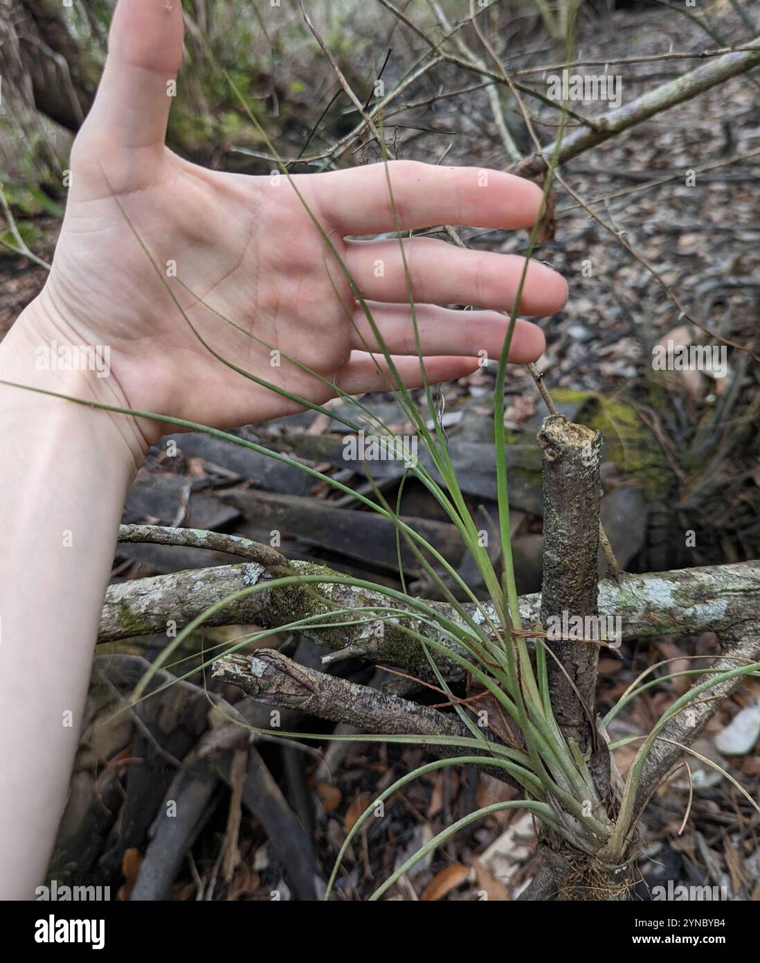 Manatee River airplant (Tillandsia simulata Stock Photo - Alamy