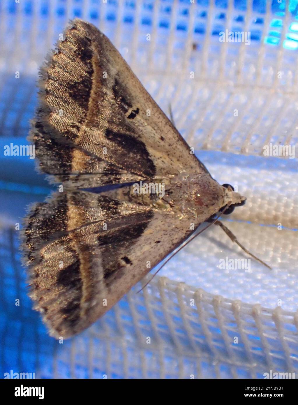 Trimen's Knob (Acantholipes trimeni Stock Photo - Alamy