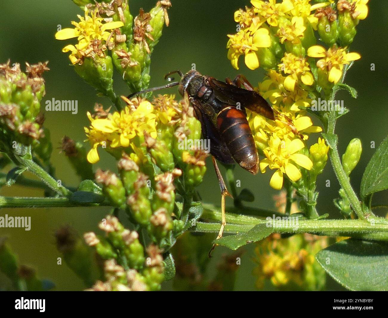 Northern Paper Wasp (Polistes fuscatus Stock Photo - Alamy