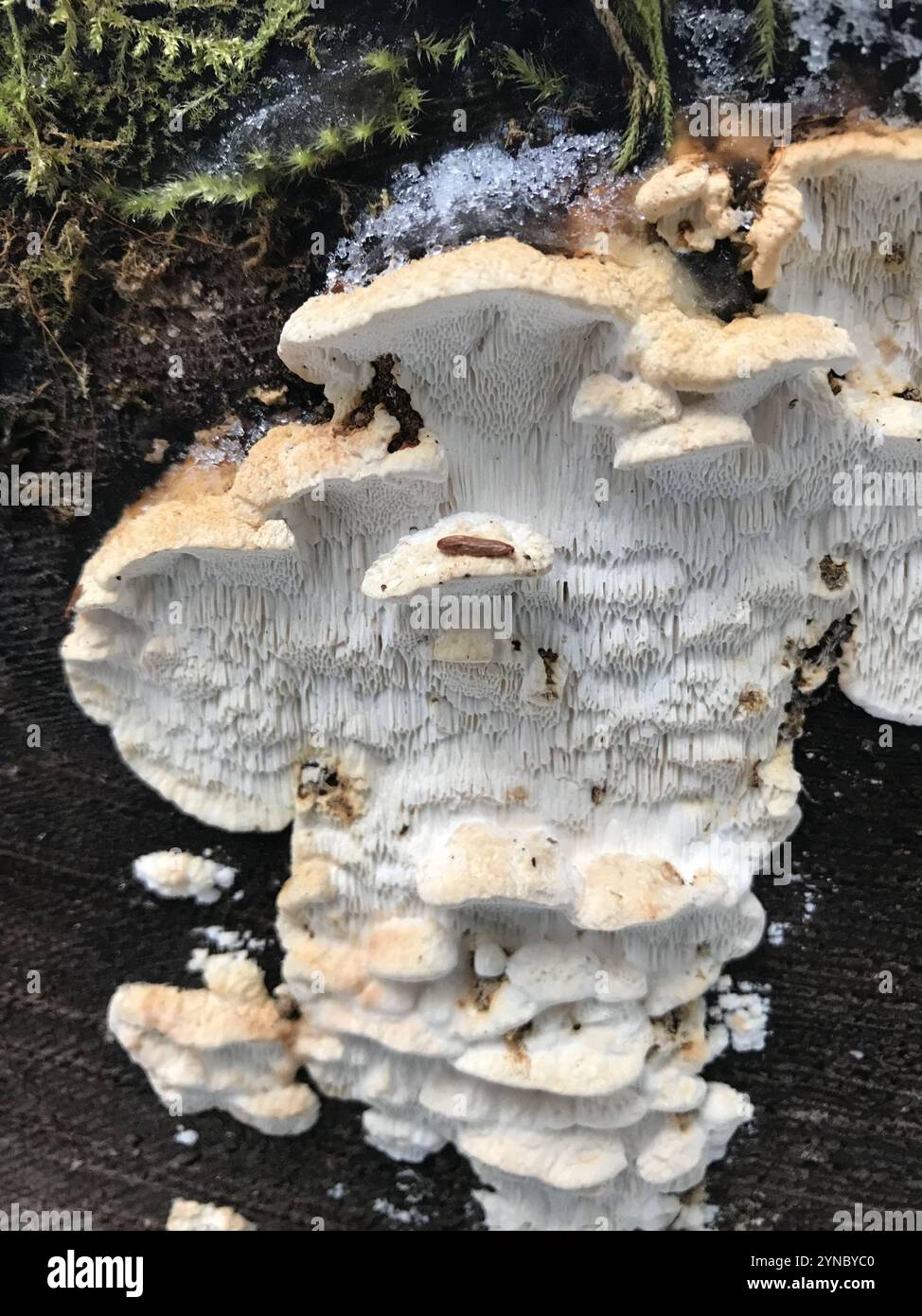 bracket polypores (Fomitopsidaceae Stock Photo - Alamy