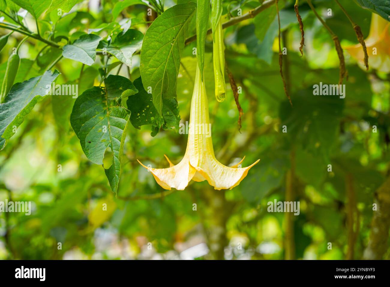 Brugmansia suaveolens, Brazil's white angel trumpet, also known as ...