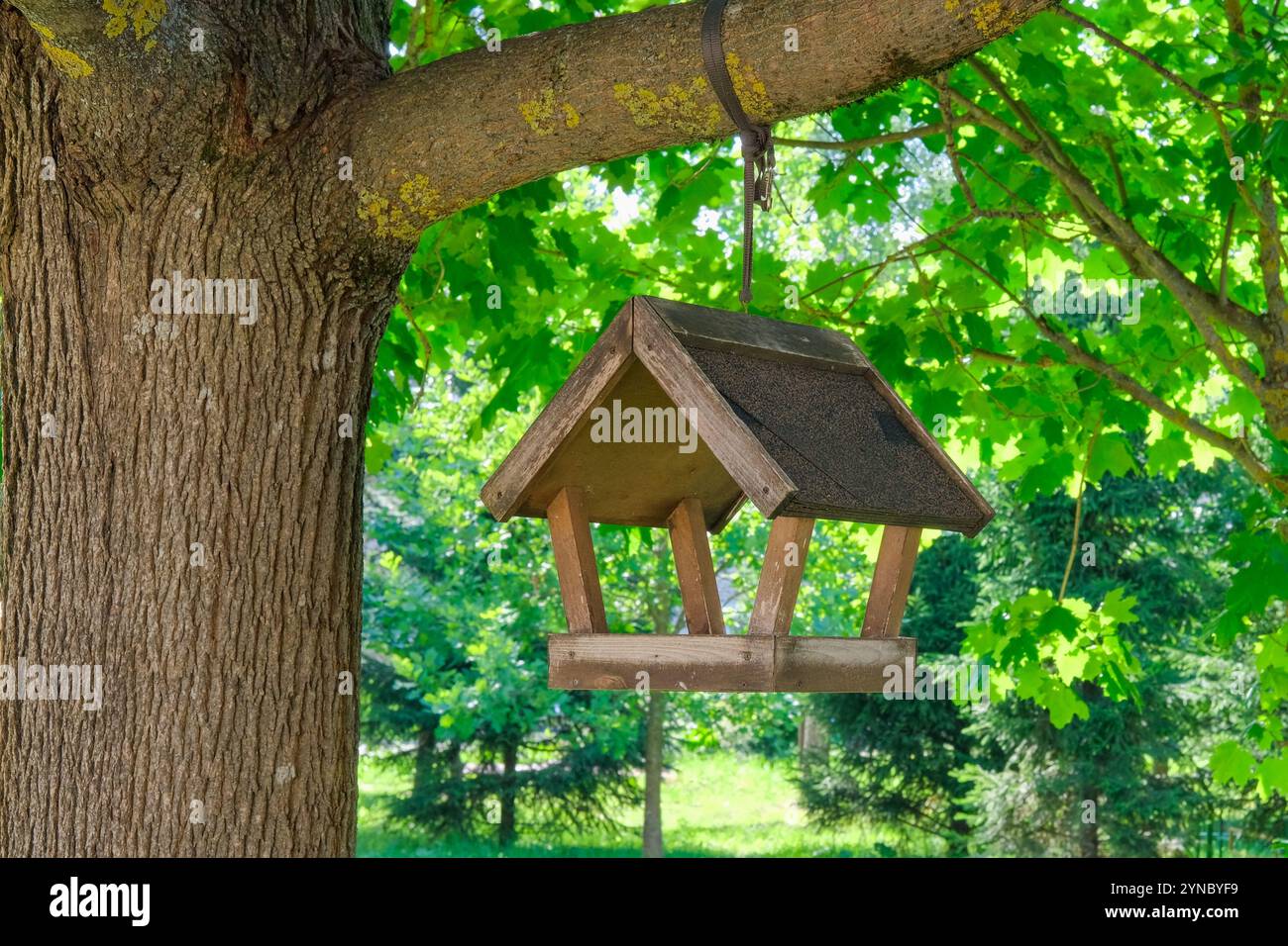 Feeding chickadee hand hi-res stock photography and images - Alamy