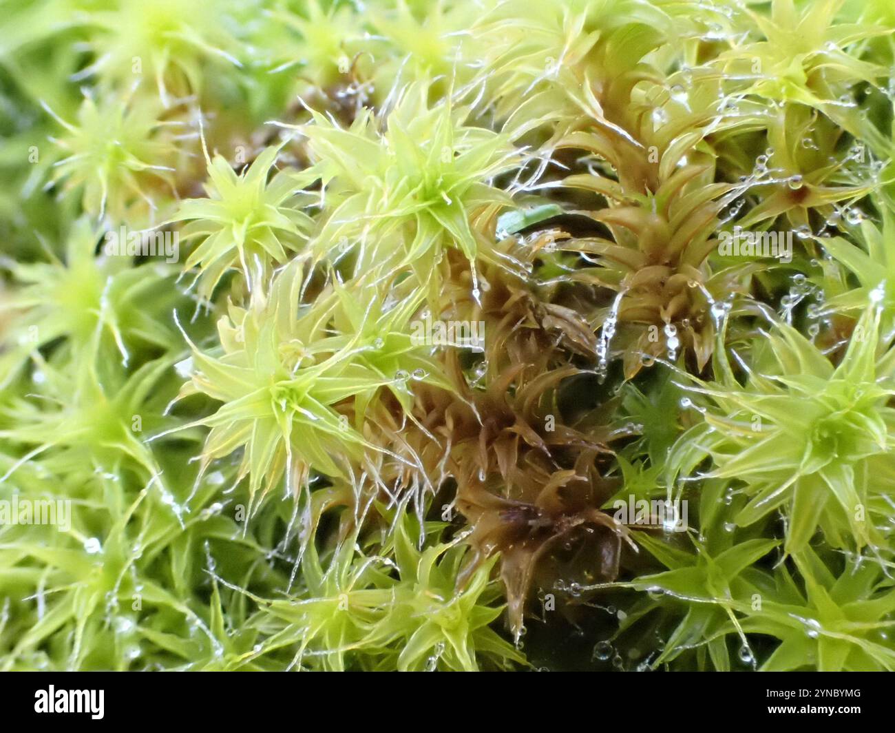 Sand-hill Screw-moss (Syntrichia ruraliformis Stock Photo - Alamy