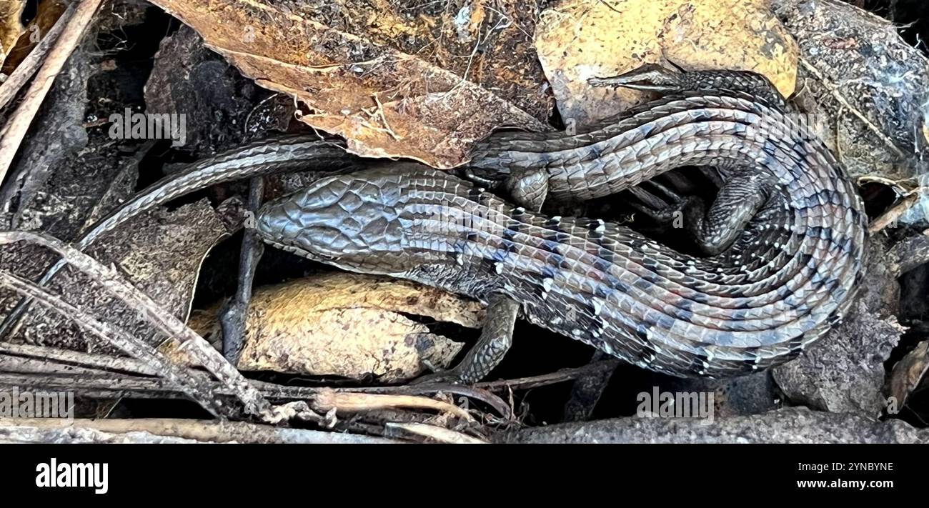 Southern Alligator Lizard (Elgaria multicarinata Stock Photo - Alamy