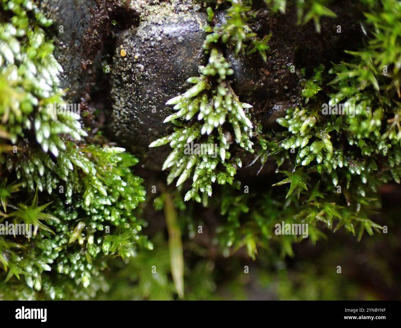 Silvery bryum hi-res stock photography and images - Alamy