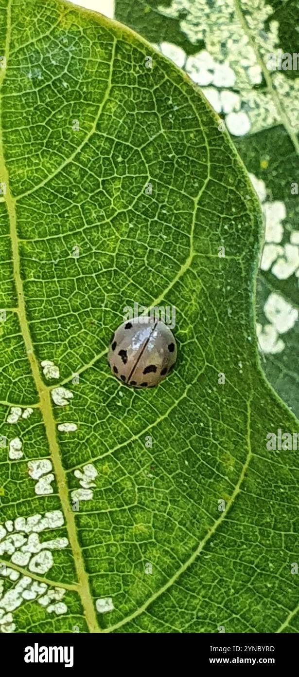 Ashy Gray Lady Beetle (Olla v-nigrum Stock Photo - Alamy