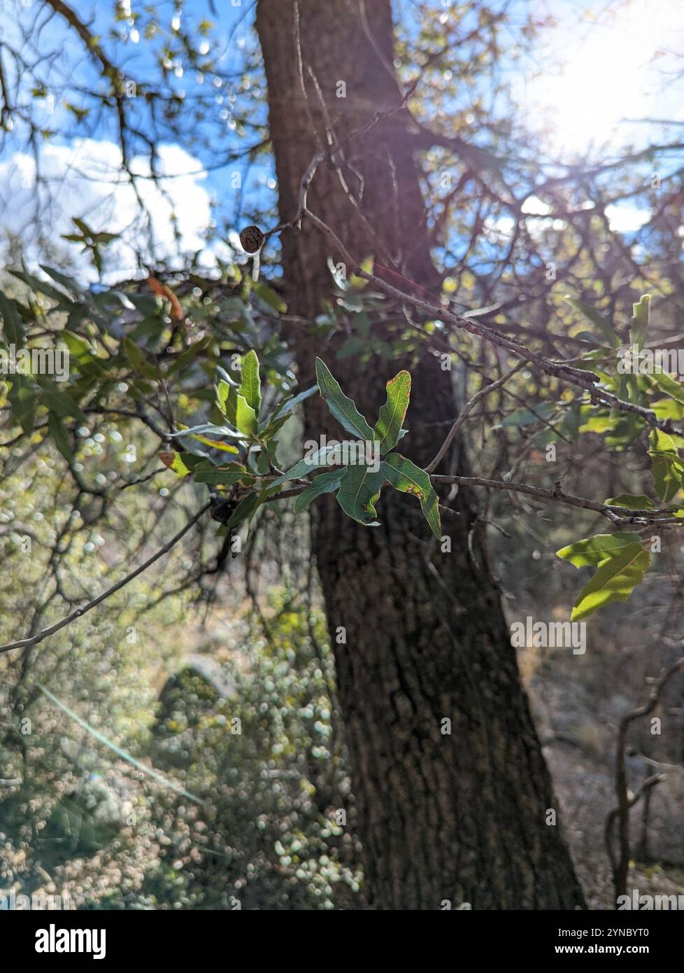 Emory oak (Quercus emoryi Stock Photo - Alamy