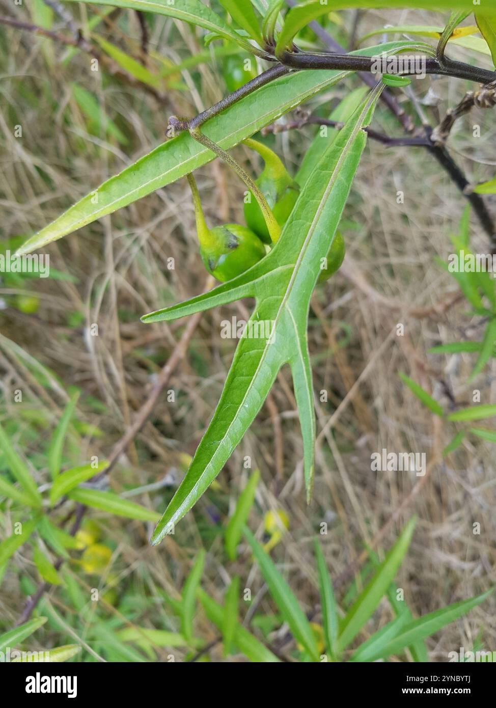 kangaroo-apple (Solanum laciniatum Stock Photo - Alamy
