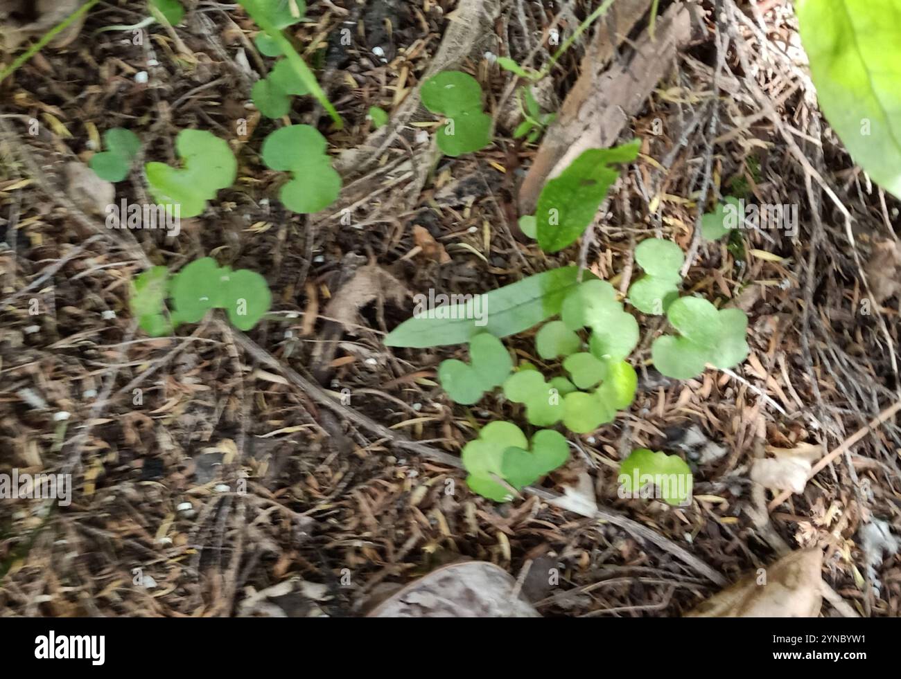 Trilobus hi-res stock photography and images - Alamy