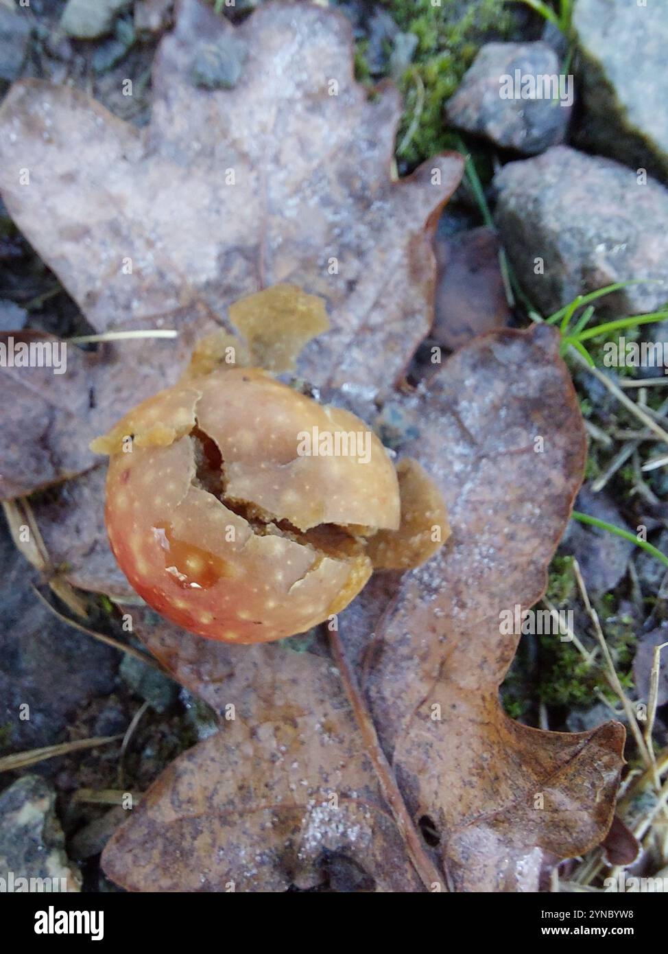 Cherry Gall Wasp (Cynips quercusfolii Stock Photo - Alamy