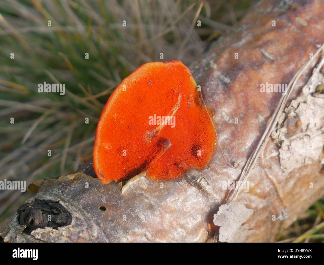 Northern Cinnabar Polypore (Trametes cinnabarina Stock Photo - Alamy