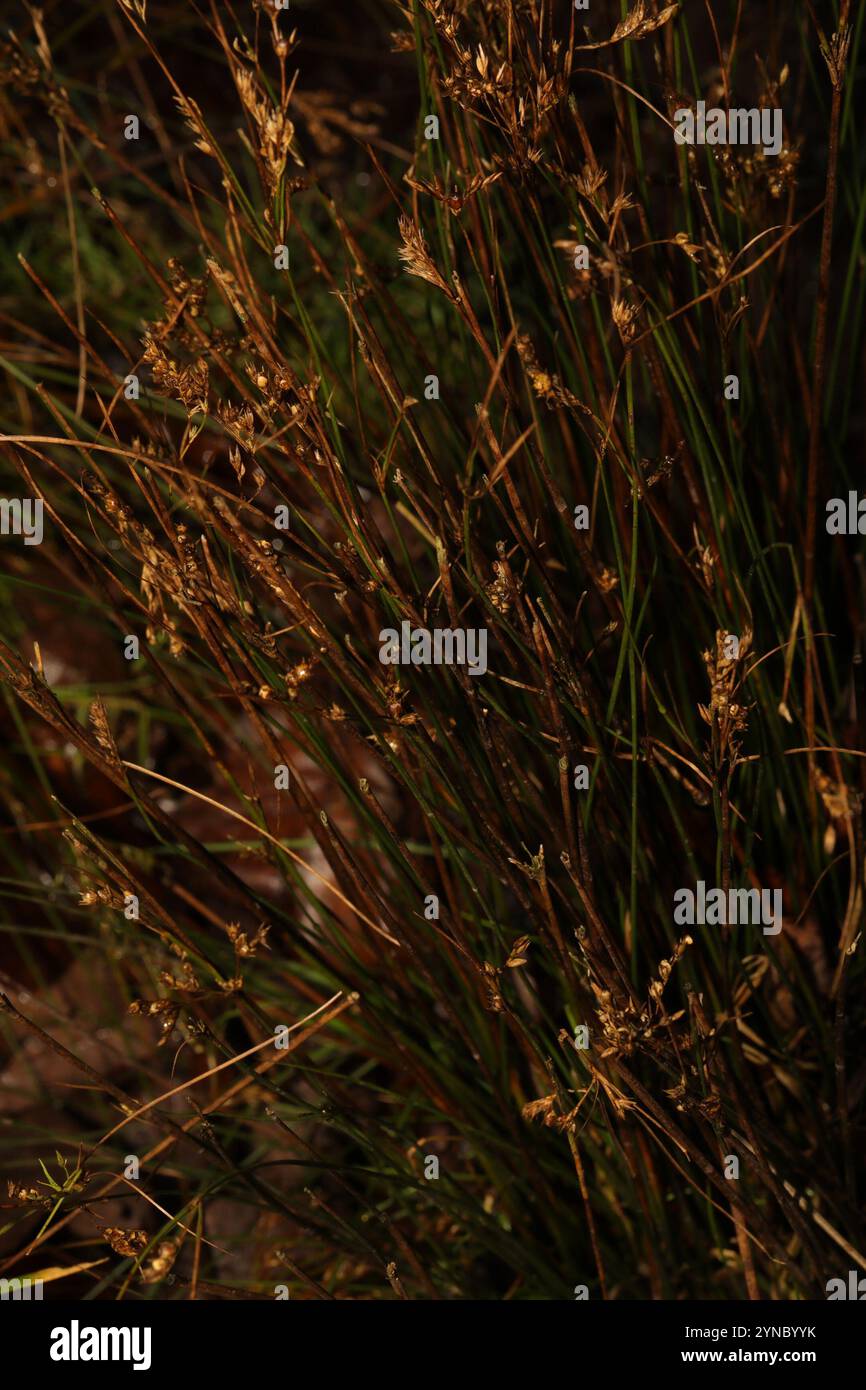 Slender Path Rush (Juncus tenuis Stock Photo - Alamy