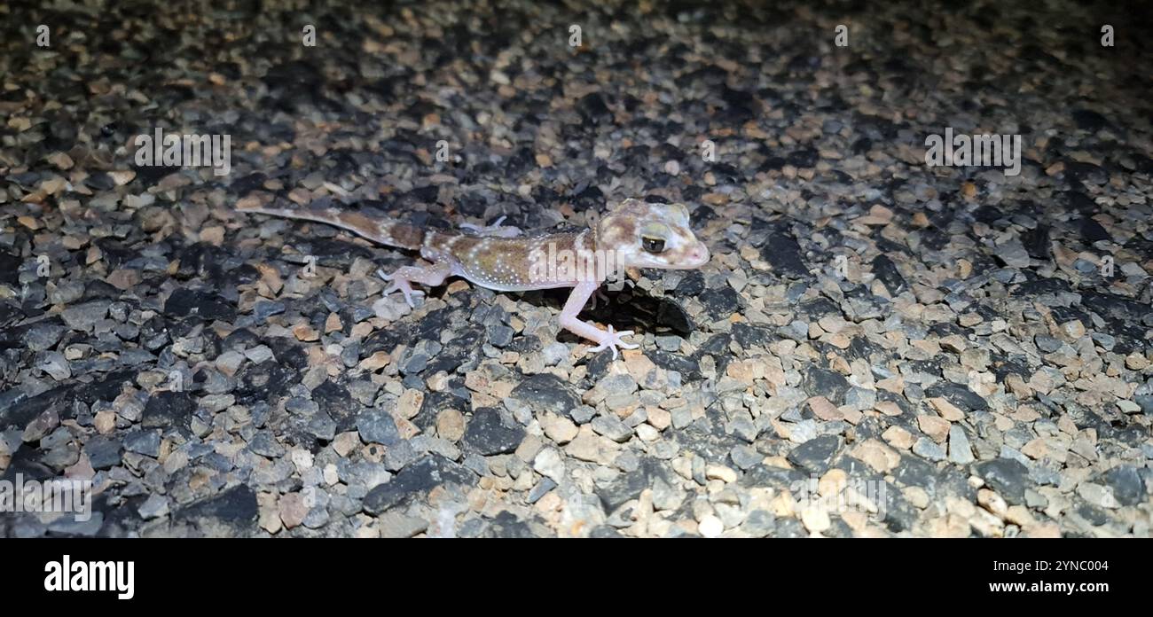 Thick-tailed Barking Gecko (Underwoodisaurus milii Stock Photo - Alamy