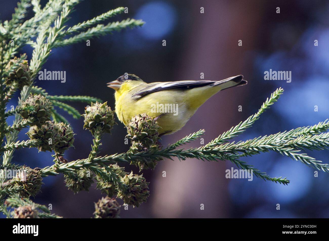 Lesser Goldfinch (Spinus psaltria Stock Photo - Alamy
