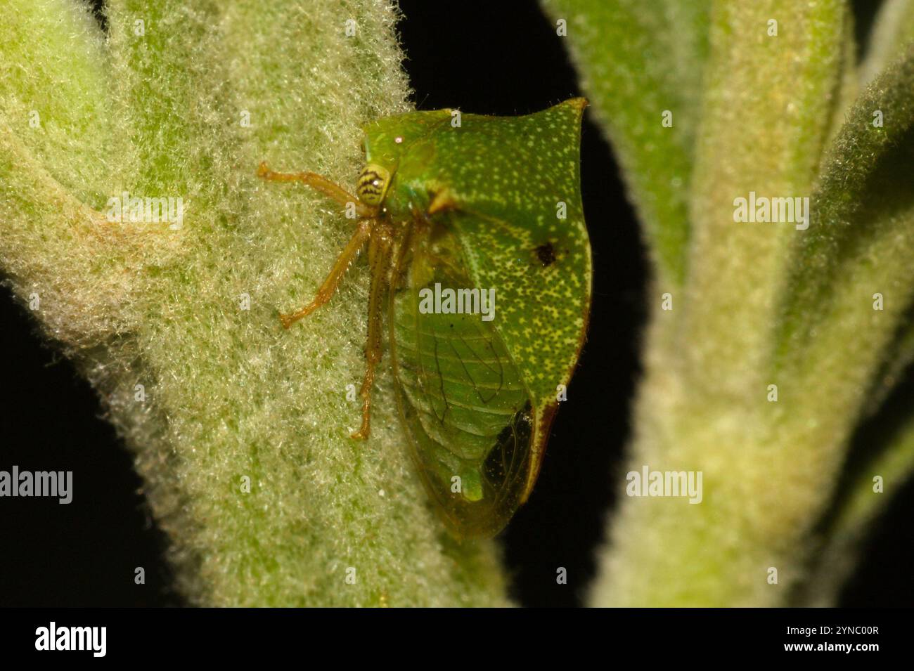 Buffalo Treehoppers and allies (Ceresini Stock Photo - Alamy
