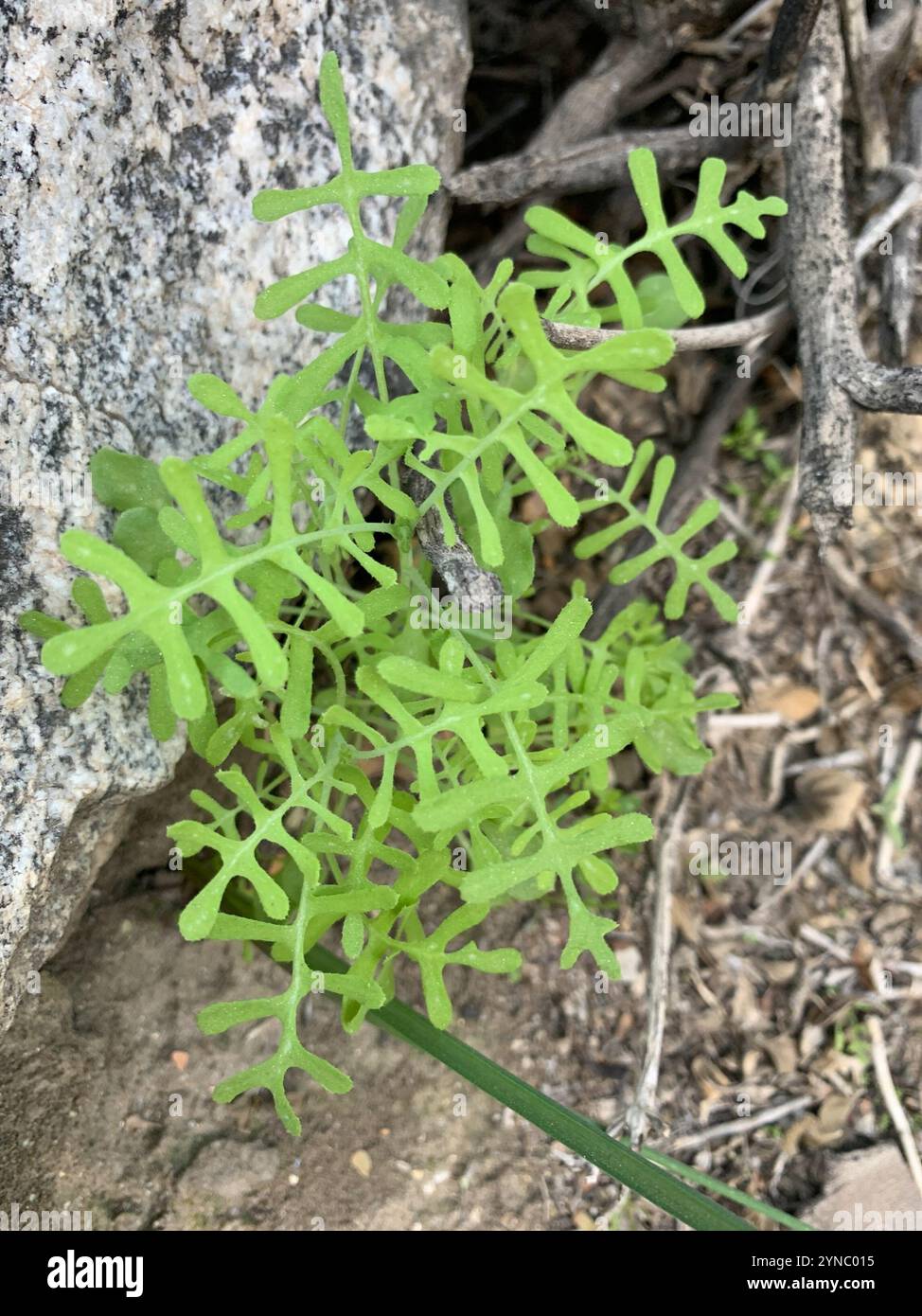 white fiesta flower (Pholistoma membranaceum Stock Photo - Alamy