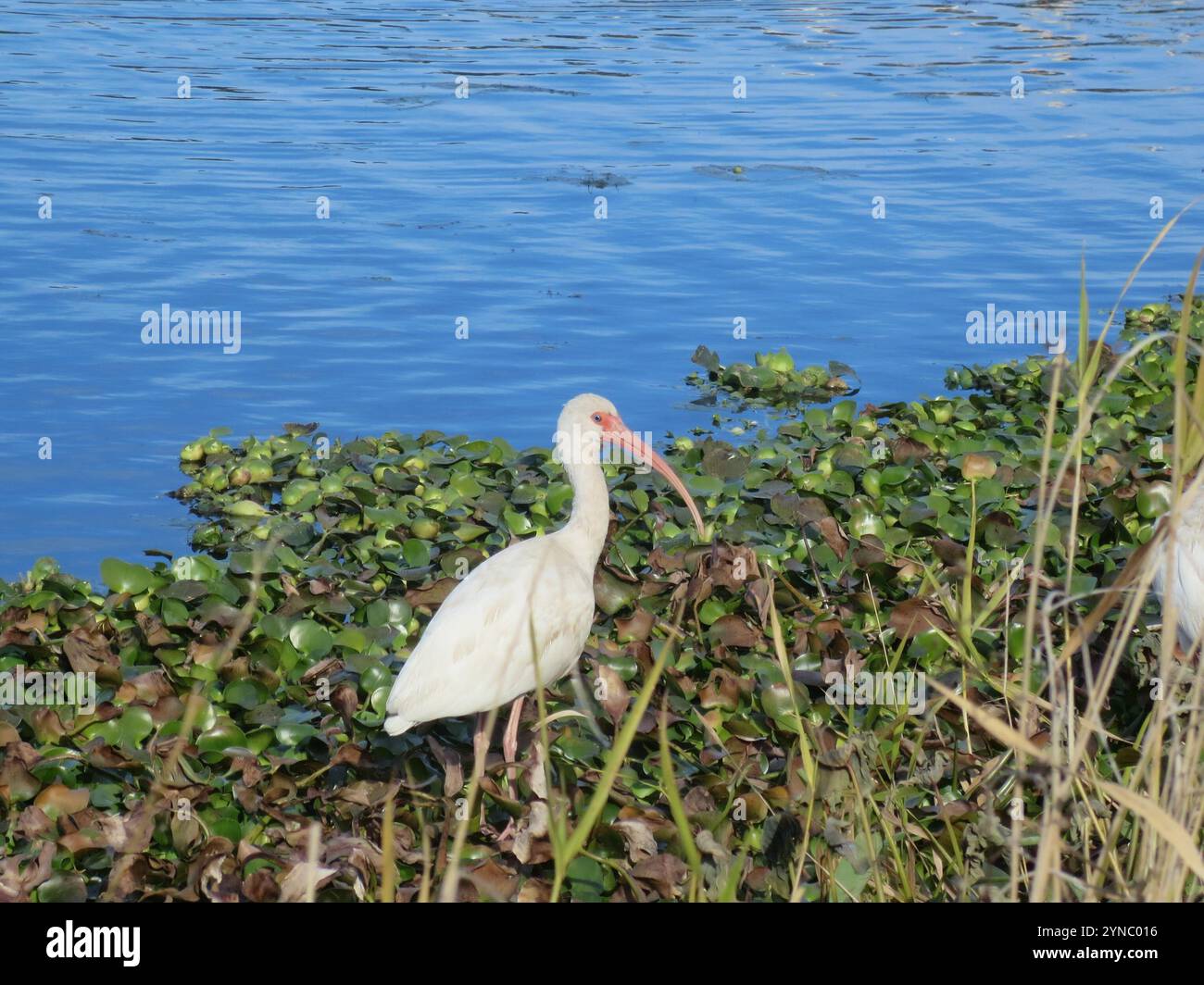 White Ibis (Eudocimus albus Stock Photo - Alamy