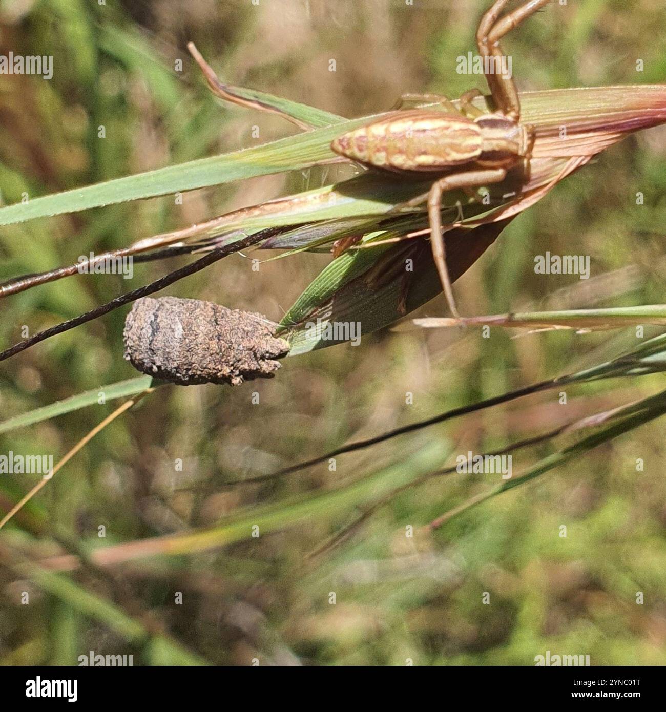 Bagworm Moths (Psychidae Stock Photo - Alamy
